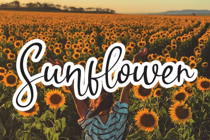 Download Sunflower font | dafonttop.com