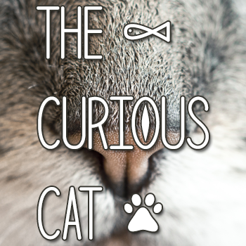 Download The Curious Cat font | dafonttop.com
